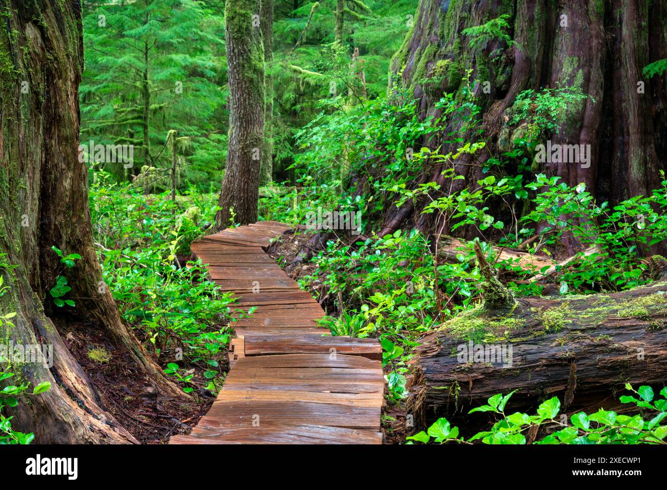 Large cedar trees hi-res stock photography and images - Alamy