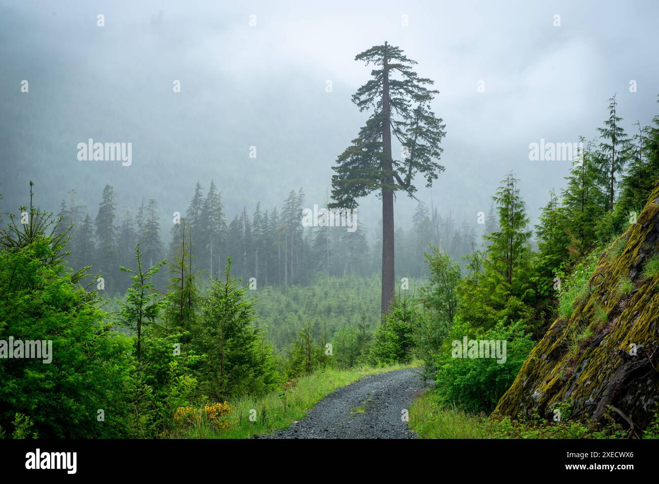 Big lonely doug hi-res stock photography and images - Alamy