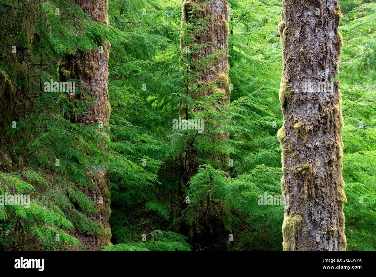 Three hemlock trees in the distance, Eden Grove, Port Renfrew, BC ...