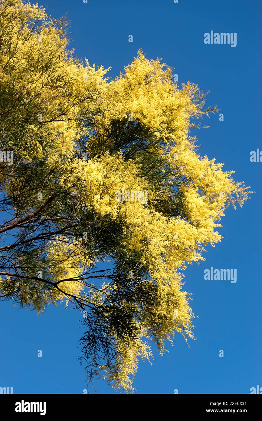 Branches of Brisbane Golden Wattle, acacia fimbriata, covered in masses ...