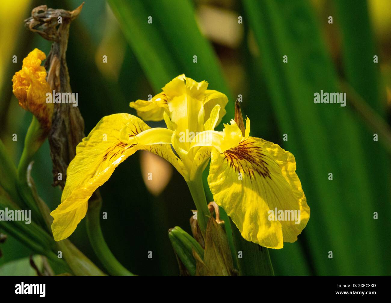 Indigenous to the British Isles, the Yellow Flag is a flower of ...