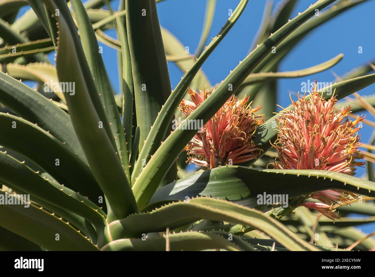 Thick spike edged leaves hi-res stock photography and images - Alamy