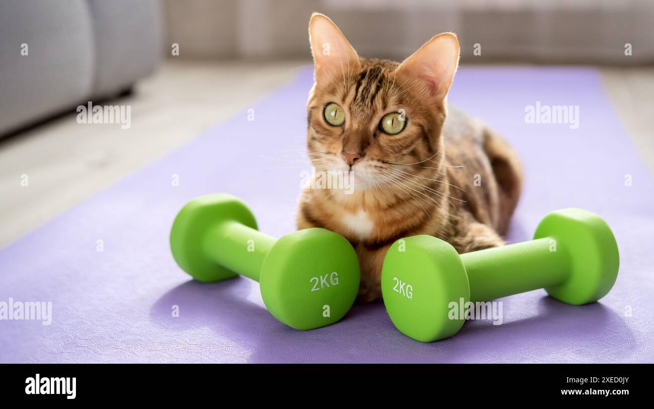 Domestic cat on a fitness mat with dumbbells Stock Photo - Alamy