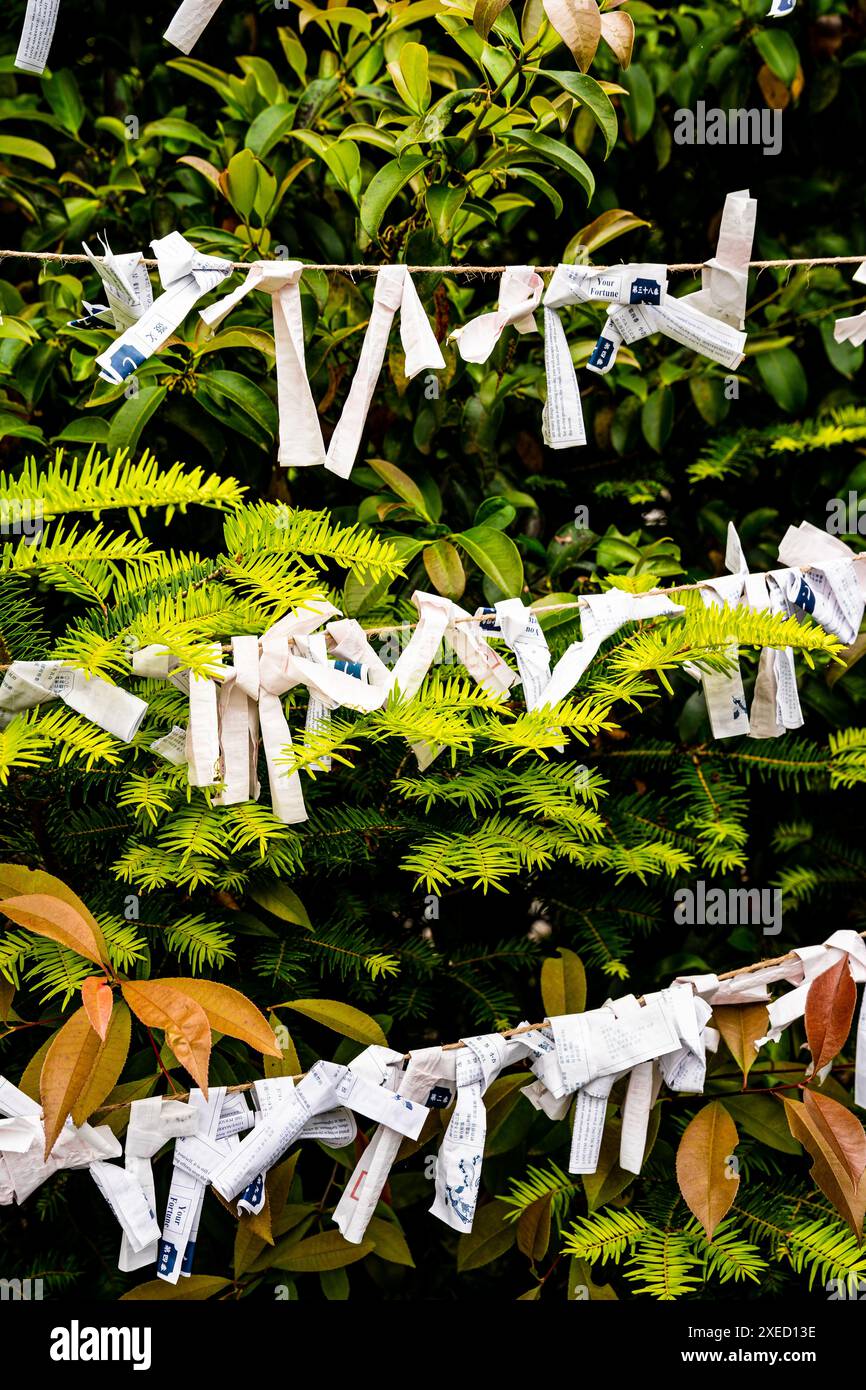 Tied fortune slip ("omijuki") tied to a rope in Ujigami Jinja, a Shinto ...