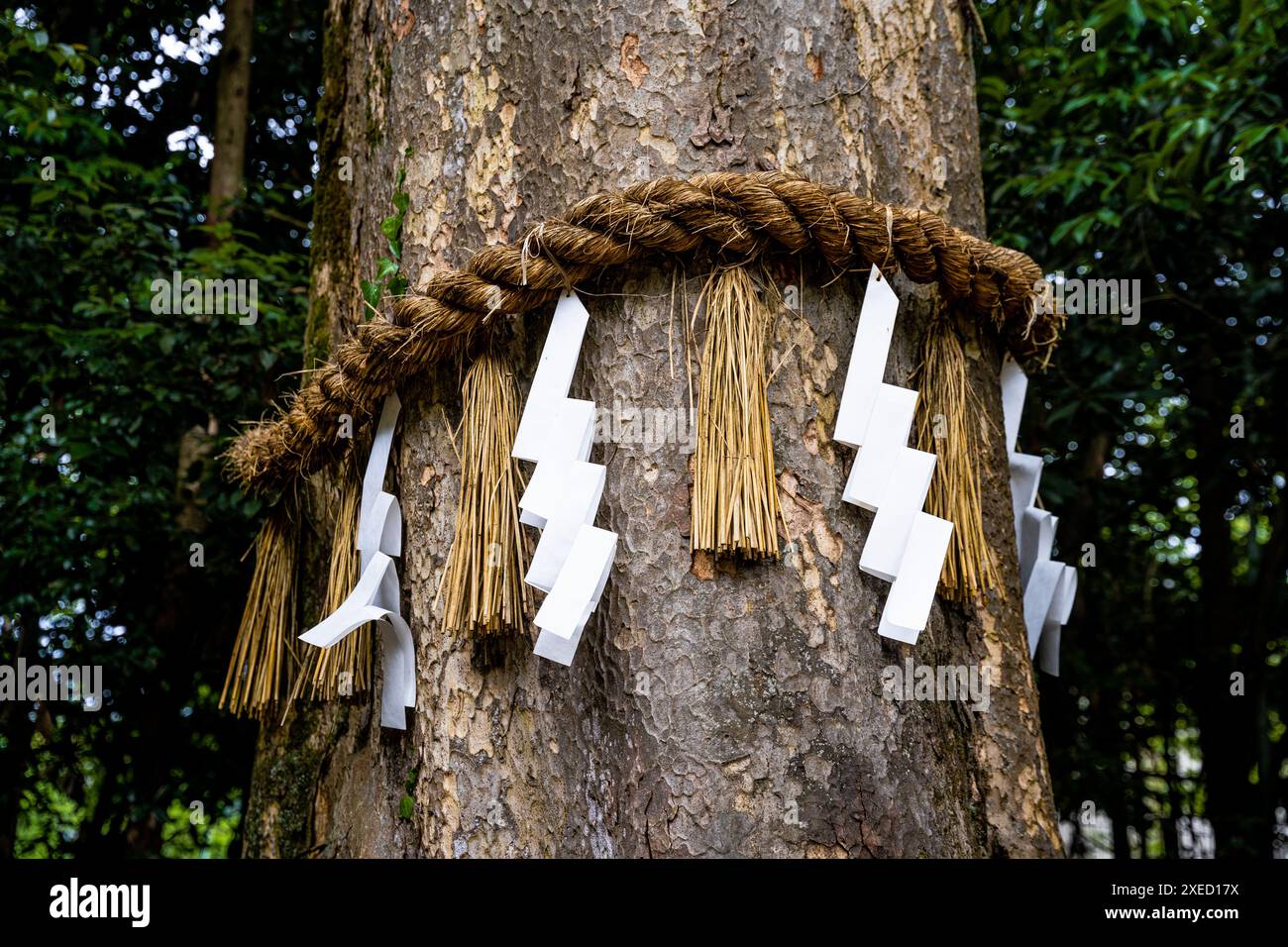 A sacred tree (shinboku) in Ujigami Jinja shrine with the rope ...