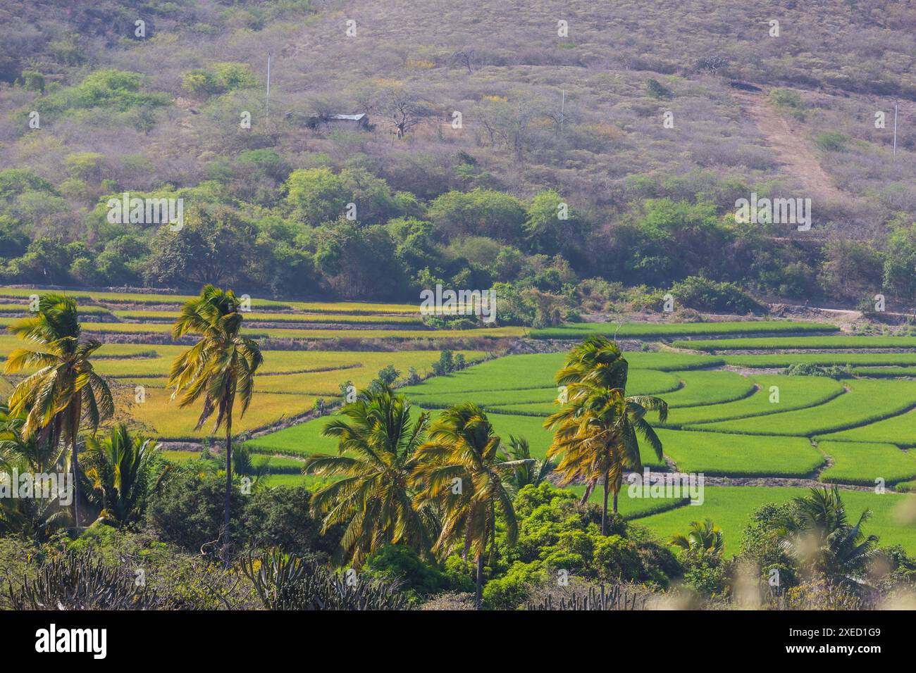 Rice fields in Peru Stock Photo - Alamy