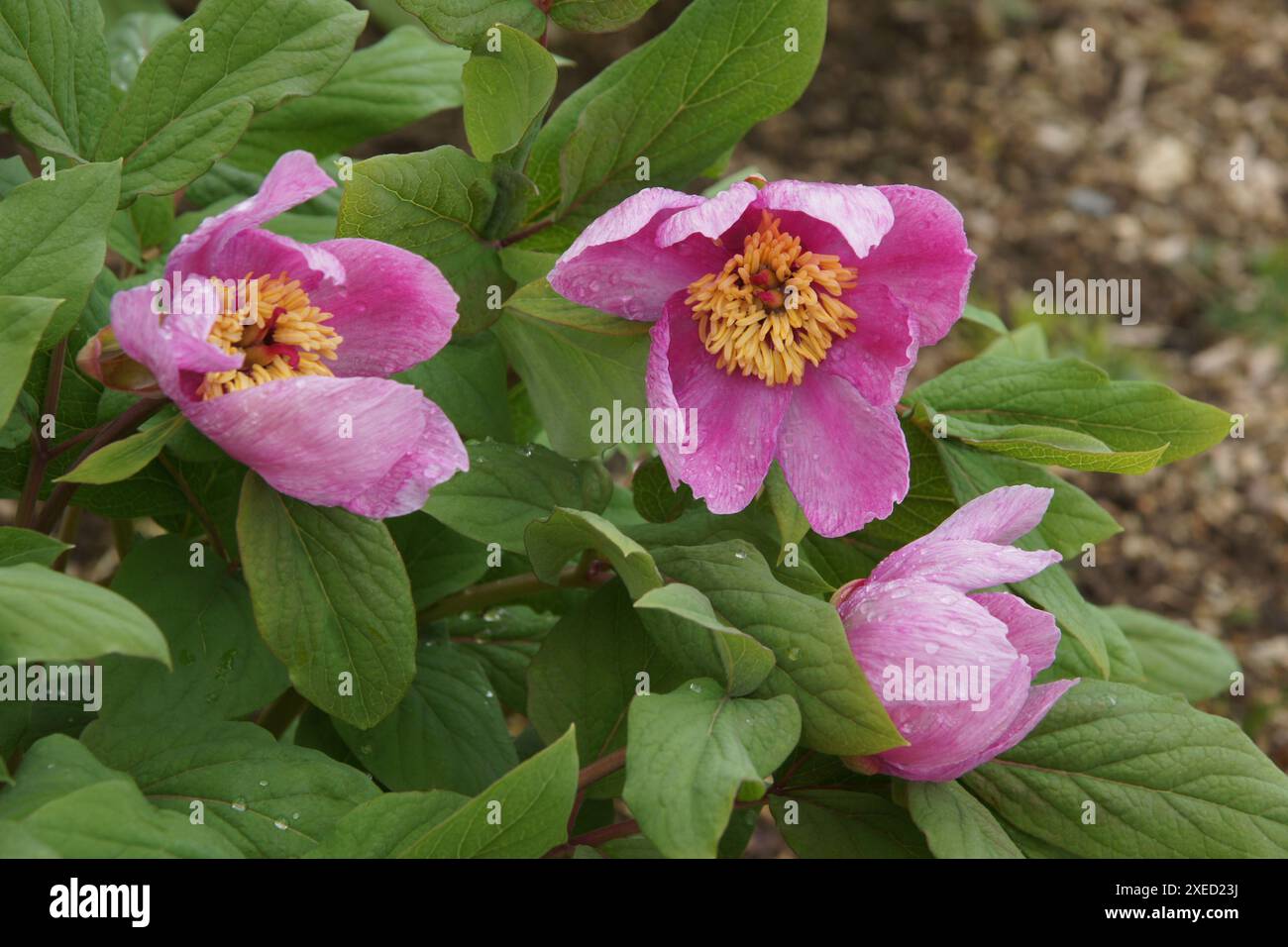 Peony paeonia mlokosewitschii hi-res stock photography and images - Alamy