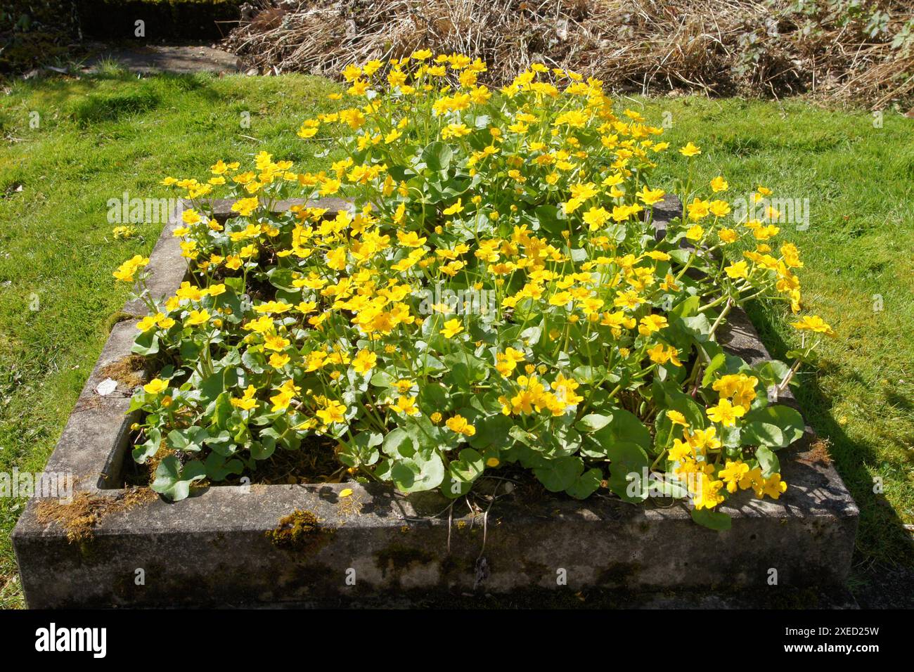 Caltha palustris, marsh-marigold Stock Photo - Alamy