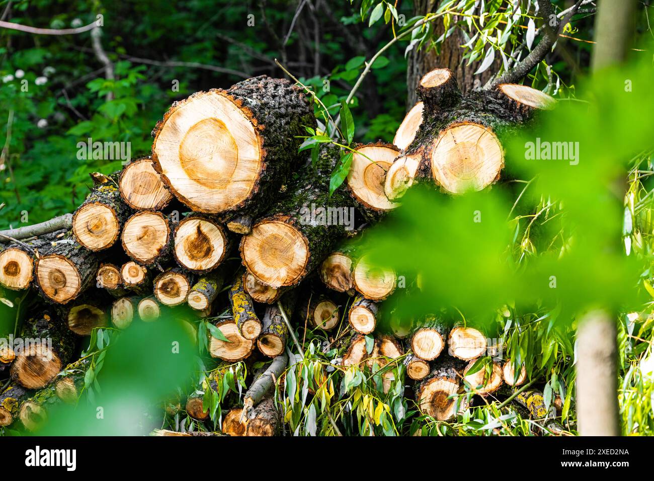 felled trees lie in the forest, close-up. stack of firewood in the ...