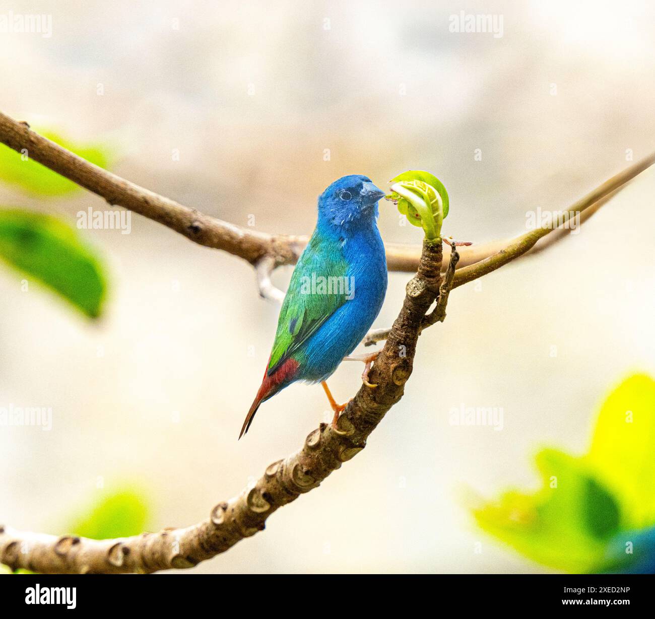 Three coloured finch hi-res stock photography and images - Alamy