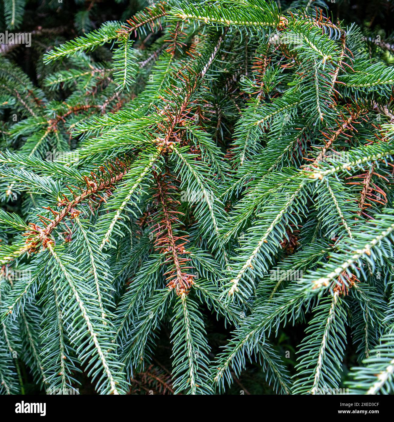 Dying tree browning spruce Stock Photo - Alamy