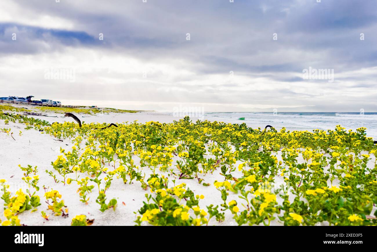Yellow coastal flowers on a beach in Cape Town Stock Photo - Alamy