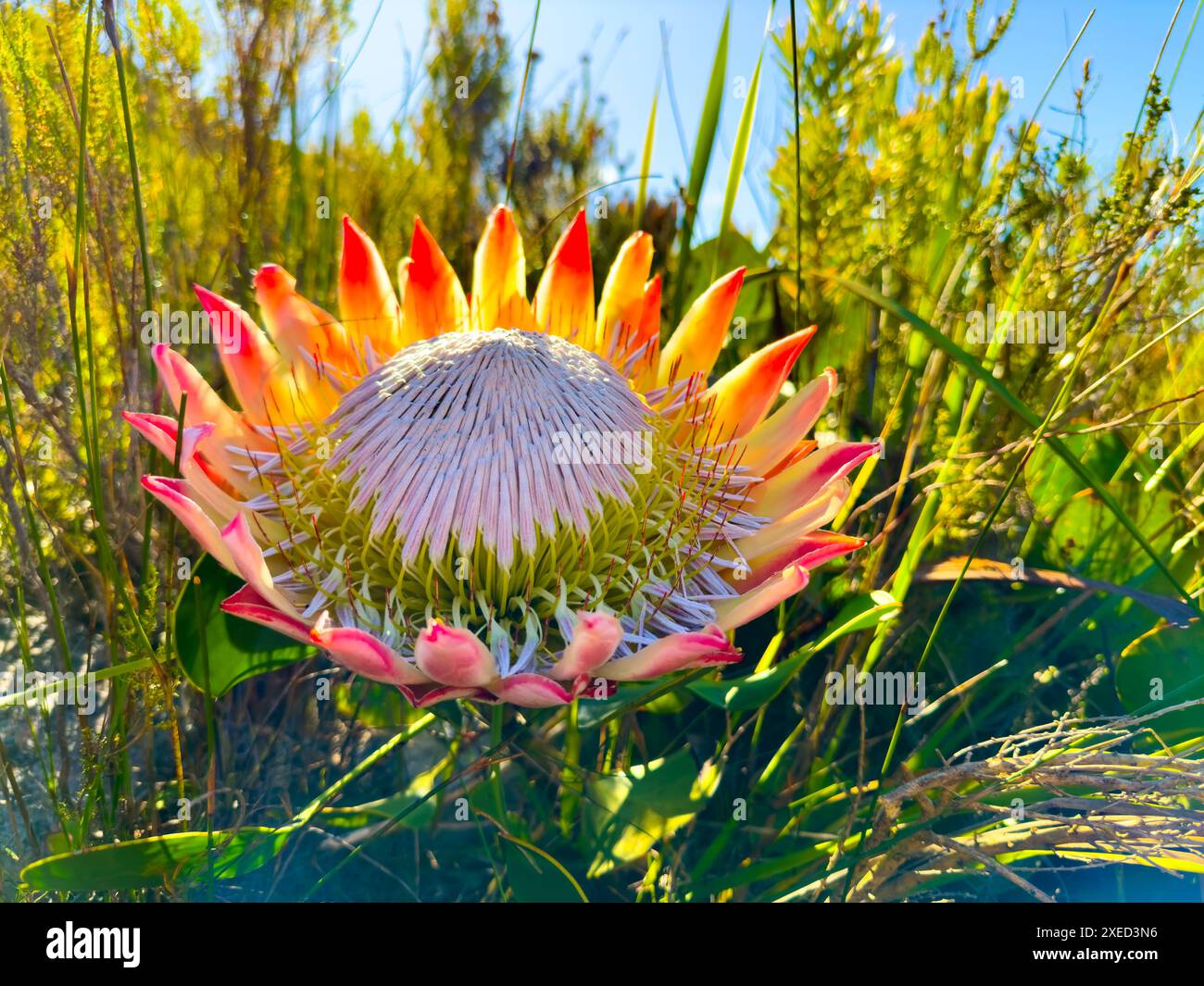 King Protea Fynbos flowers on coastal mountainside in Cape Town Stock ...