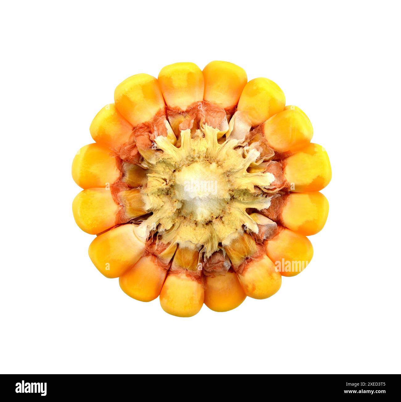 Ear of corn on a white background. Corn cross section isolated. Corncob ...