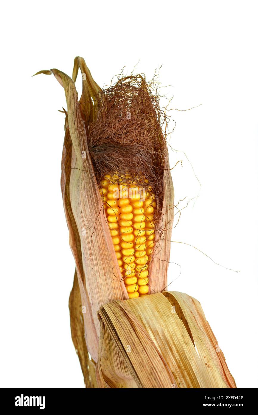 Dried corn cob isolated on white background Stock Photo - Alamy