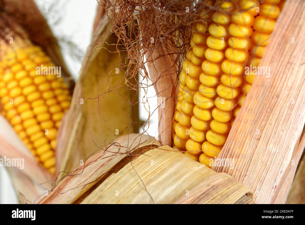 Dried corn cob isolated on white background Stock Photo - Alamy