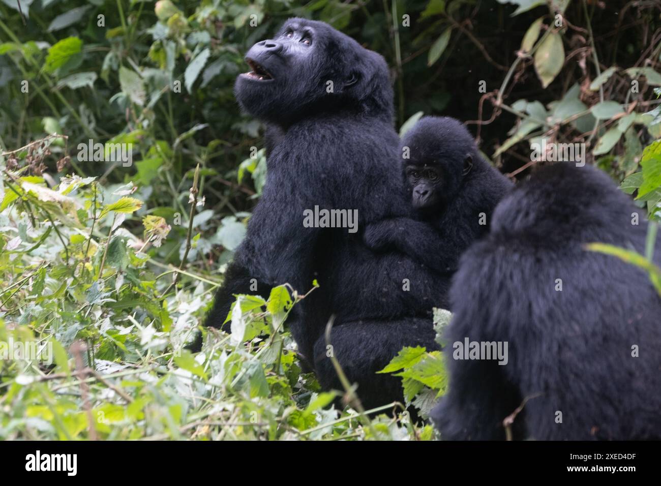 Silverback Mountain Gorilla, Uganda Stock Photo - Alamy