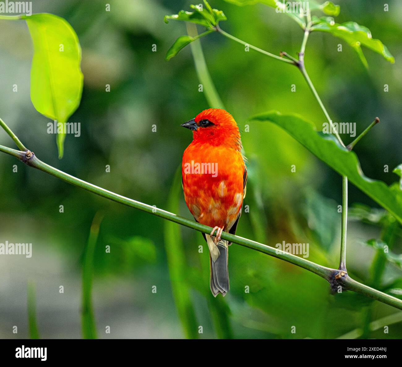 Red fody (Foudia madagascariensis) perched on a branch Stock Photo - Alamy