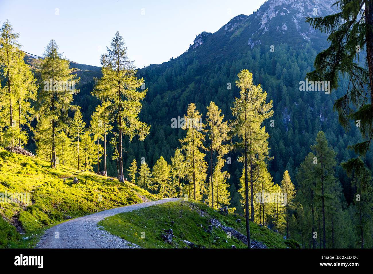 Larch forest, Salzburg, Austria Stock Photo - Alamy