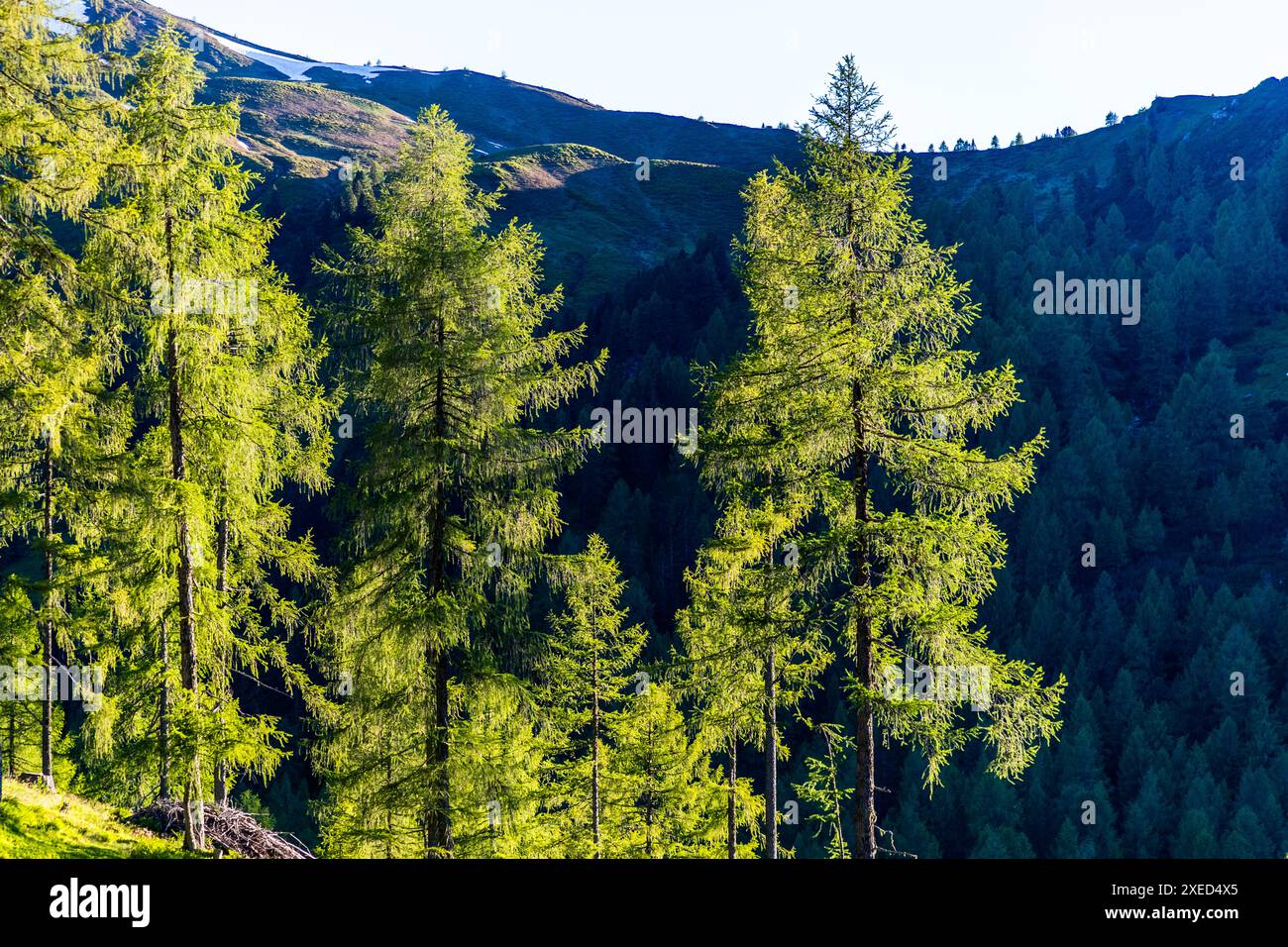Broadleaf evergreen forest hi-res stock photography and images - Alamy