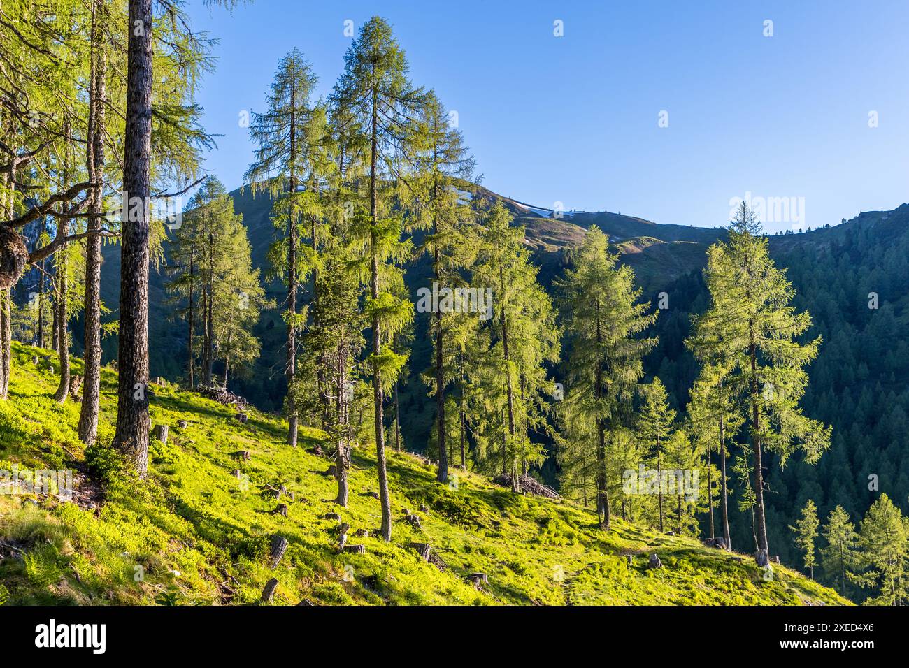 Coniferous forest larch spruce hi-res stock photography and images - Alamy