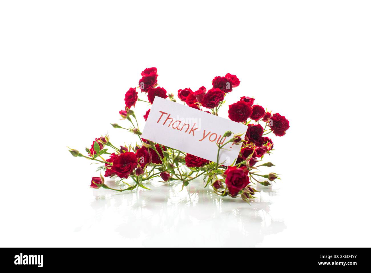 Beautiful colorful garden rose Cut Out Stock Images & Pictures - Alamy