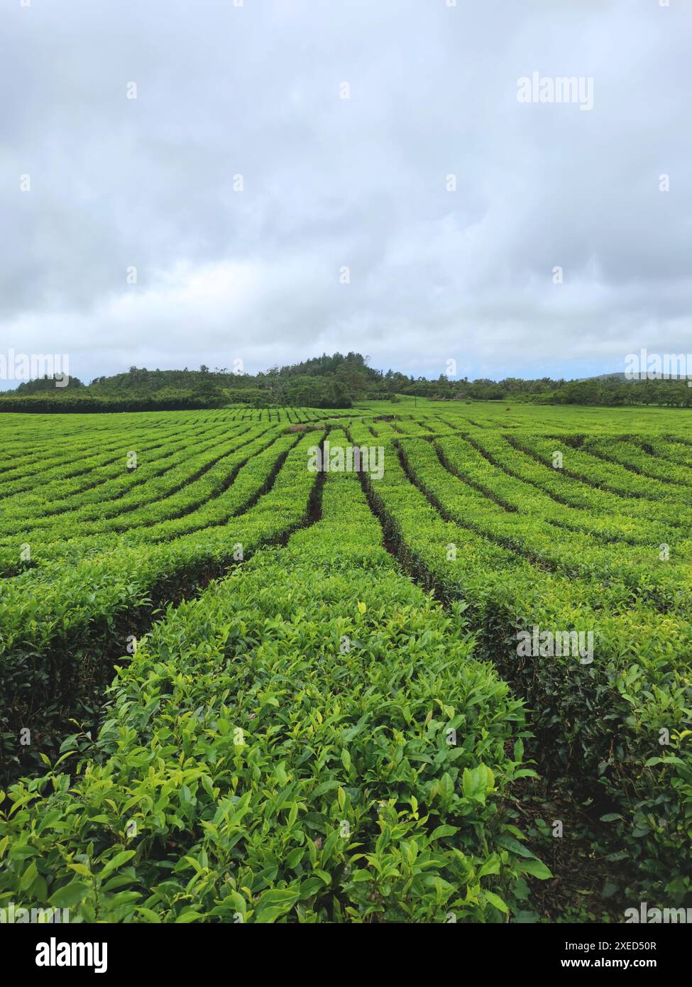 Tea plantation in Mauritius Stock Photo - Alamy