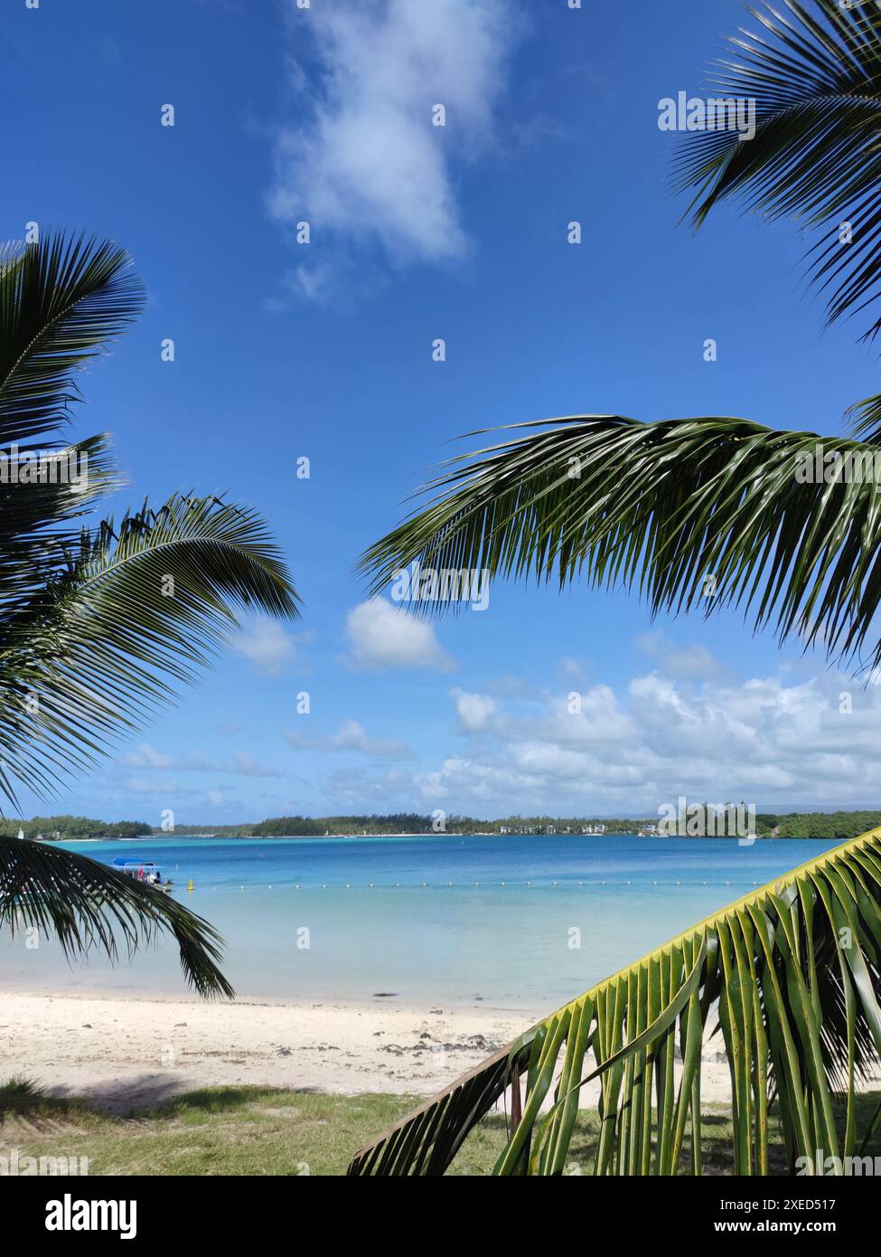 Palm trees on tropical beach, Mauritius Stock Photo - Alamy