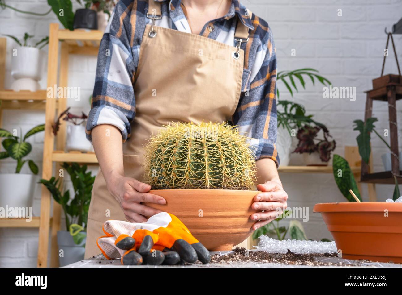 Repotting overgrown home plant large spiny cactus Echinocactus Gruzoni ...