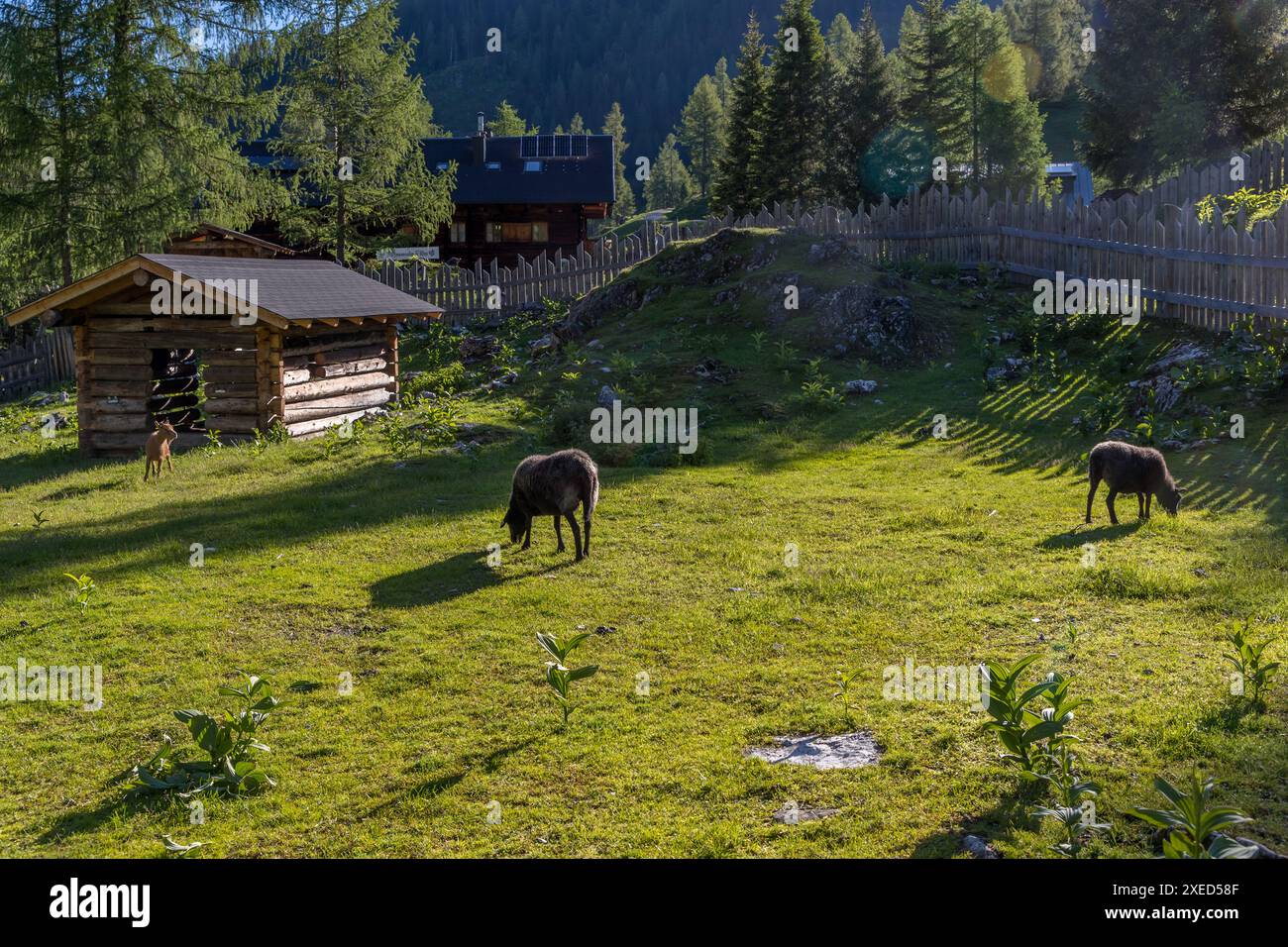 Sheep, goats and guinea pigs in the petting enclosure are an attraction ...