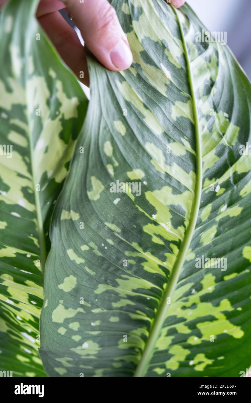 Leaves home plant affected by a spider mite, small insects, Problems in ...