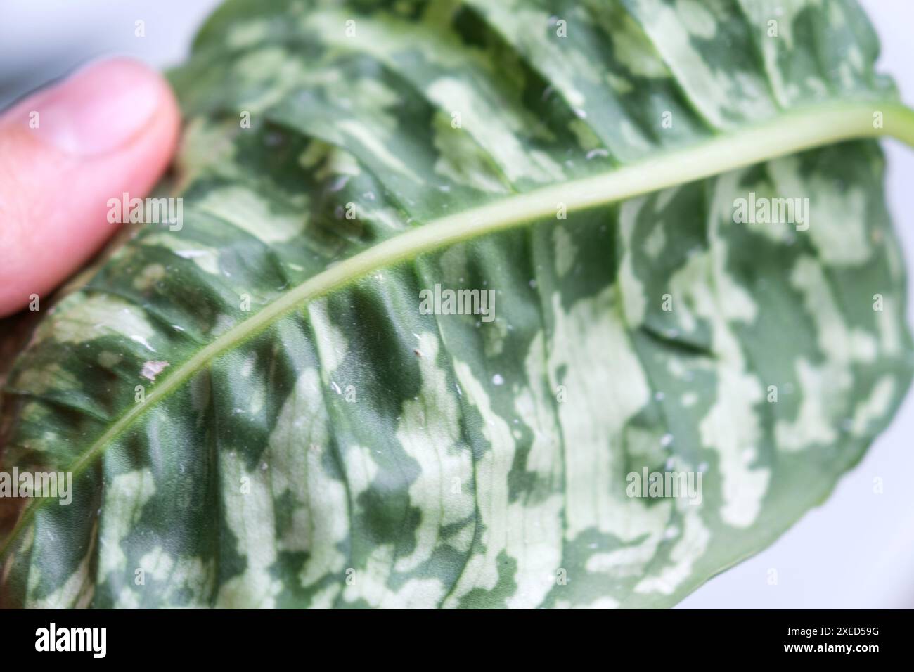 Leaves home plant affected by a spider mite, small insects, Problems in ...