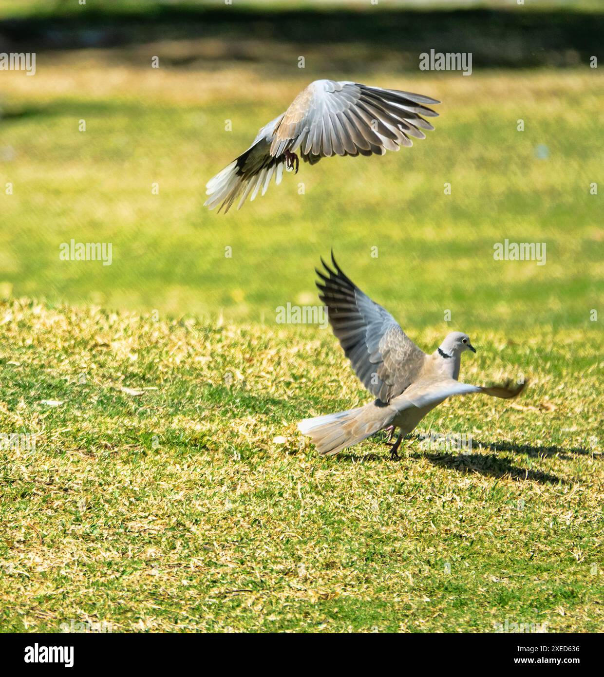 Senegal turtledove hi-res stock photography and images - Alamy