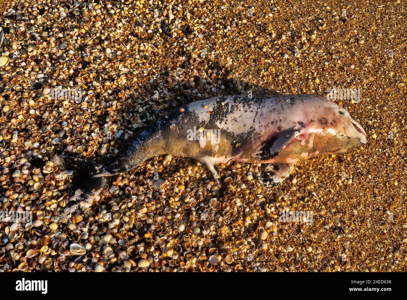 A young dolphin died during a storm Stock Photo - Alamy