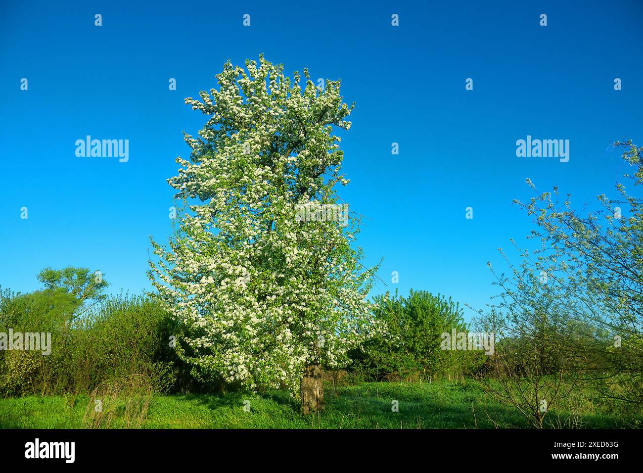 Forest seed orchard hi-res stock photography and images - Alamy