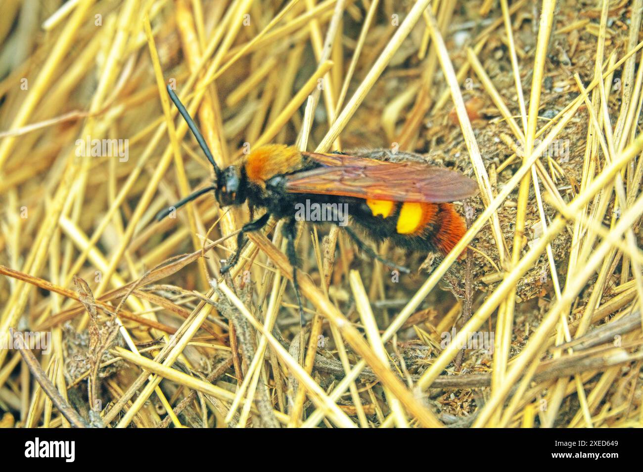 Mammoth wasp (Megascolia maculata, female, largest Hymenoptera) moves ...