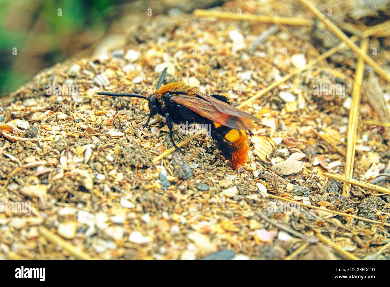 Mammoth wasp (Megascolia maculata, female, largest Hymenoptera) moves ...