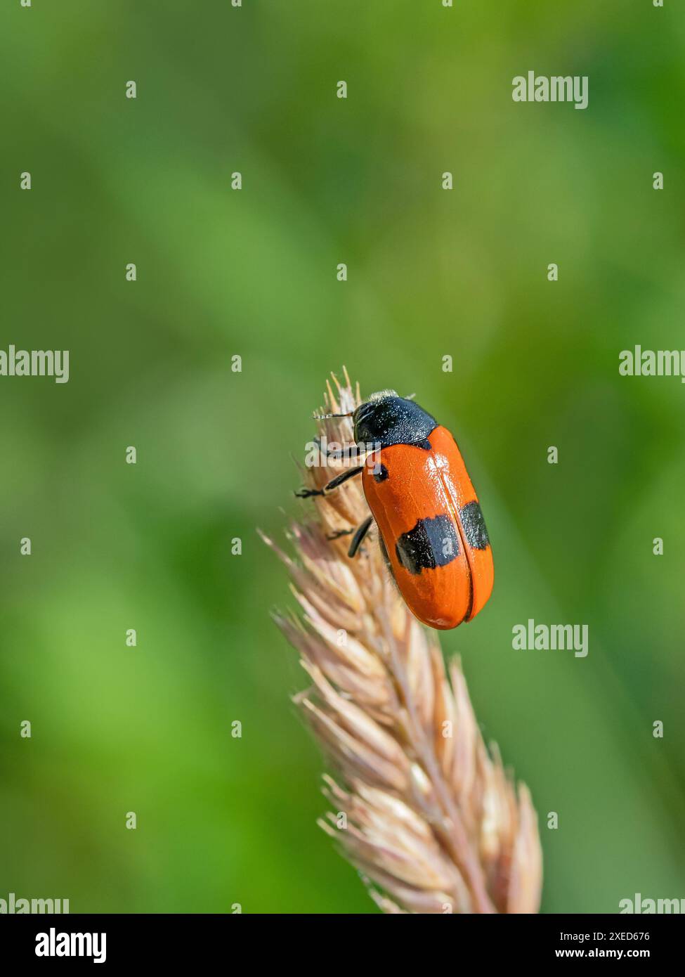 Ant bags hi-res stock photography and images - Alamy
