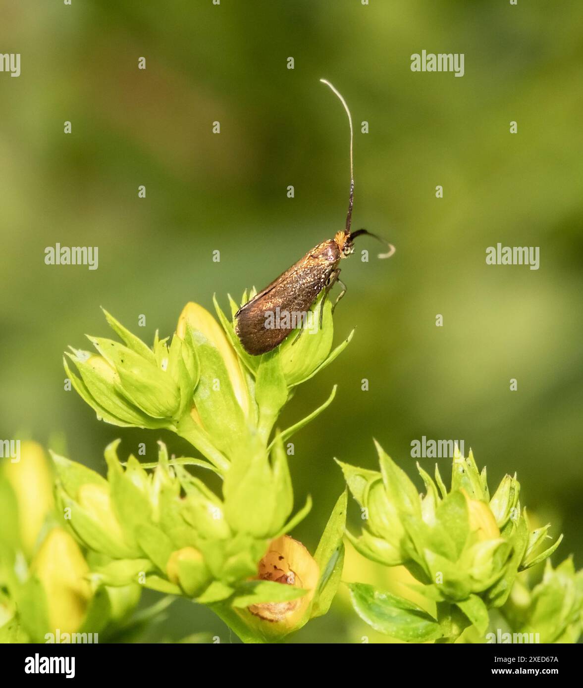 Scabiosa longhorn moth 'Nemophora metallica' Stock Photo - Alamy