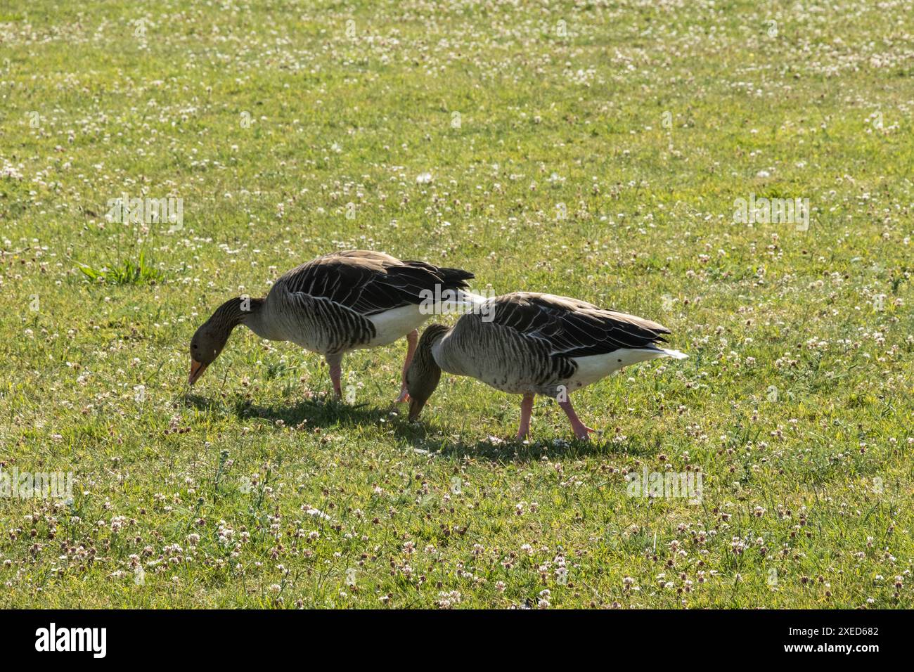 Two geese at Rosenborg Barracks in Copenhagen, Denmark, 27 June 2024 ...
