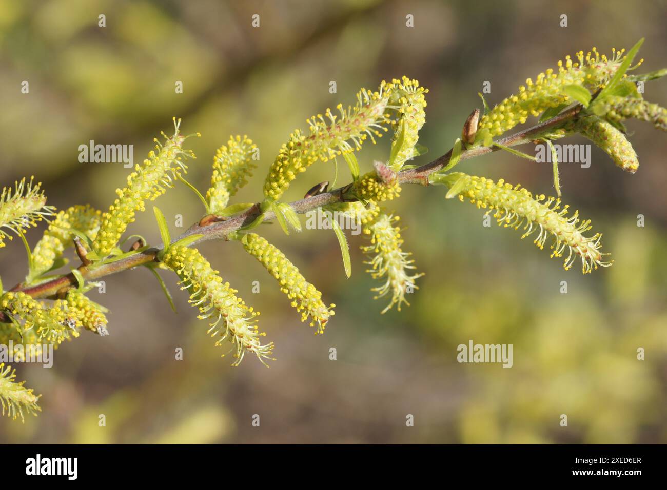 Drehweiden hi-res stock photography and images - Alamy
