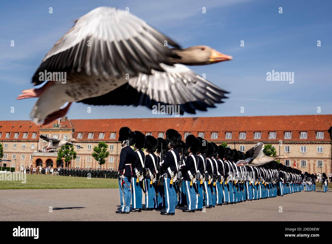 Copenhagen, Denmark. 27th June, 2024. A goose flies by as King Frederik ...