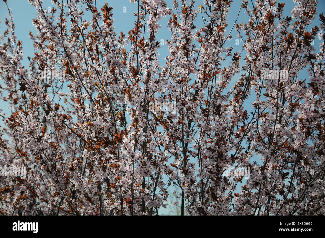 Prunus cerasifera Nigra, purple-leaf plum Stock Photo - Alamy