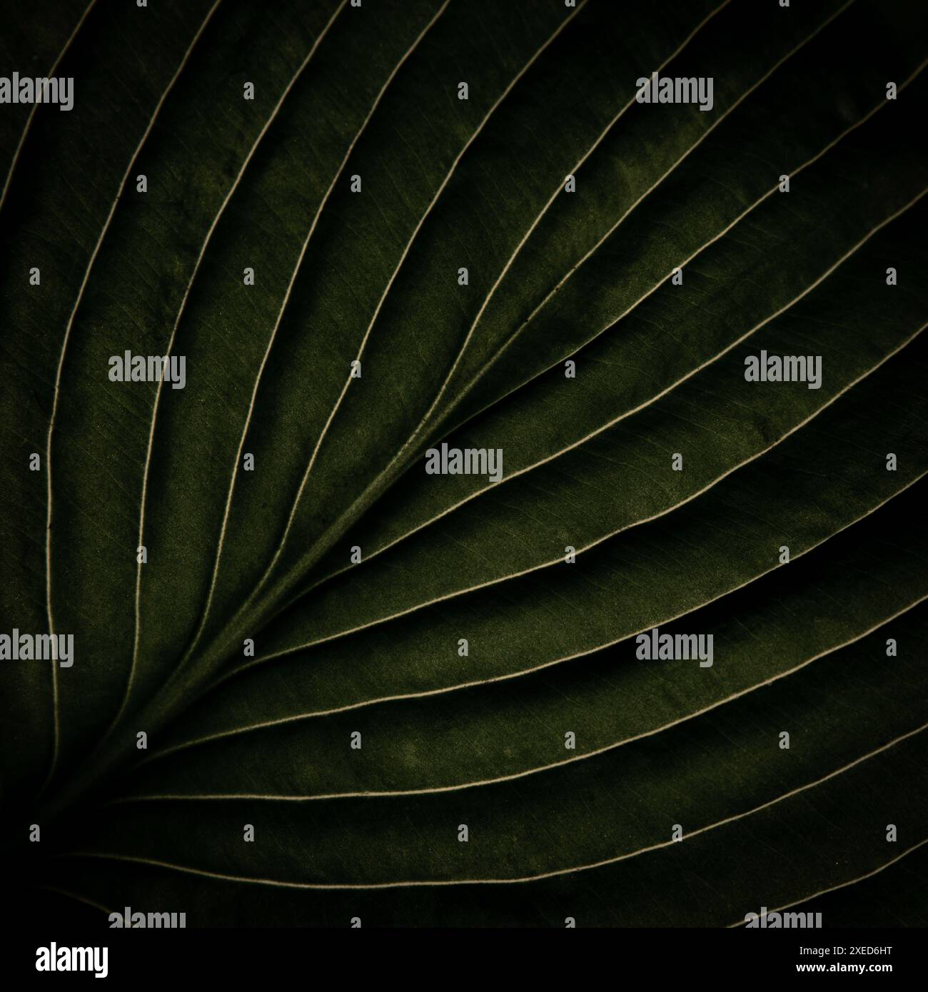 Closeup of tropical jungle leaf with vein texture, dark moody green ...