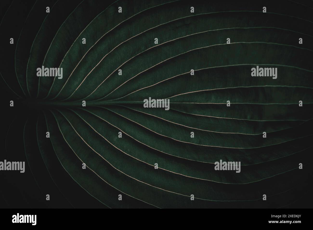 Closeup of tropical jungle leaf with vein texture, dark moody green ...
