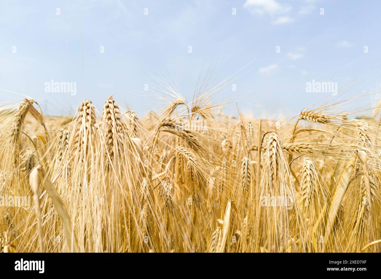 Golden Barley Field Under Blue Sky Stock Photo - Alamy