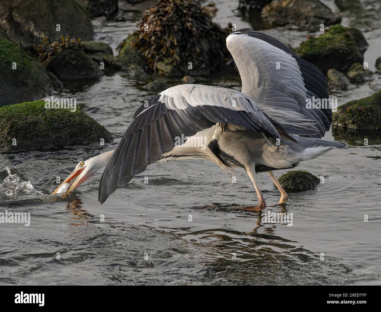 Mullet river hi-res stock photography and images - Alamy