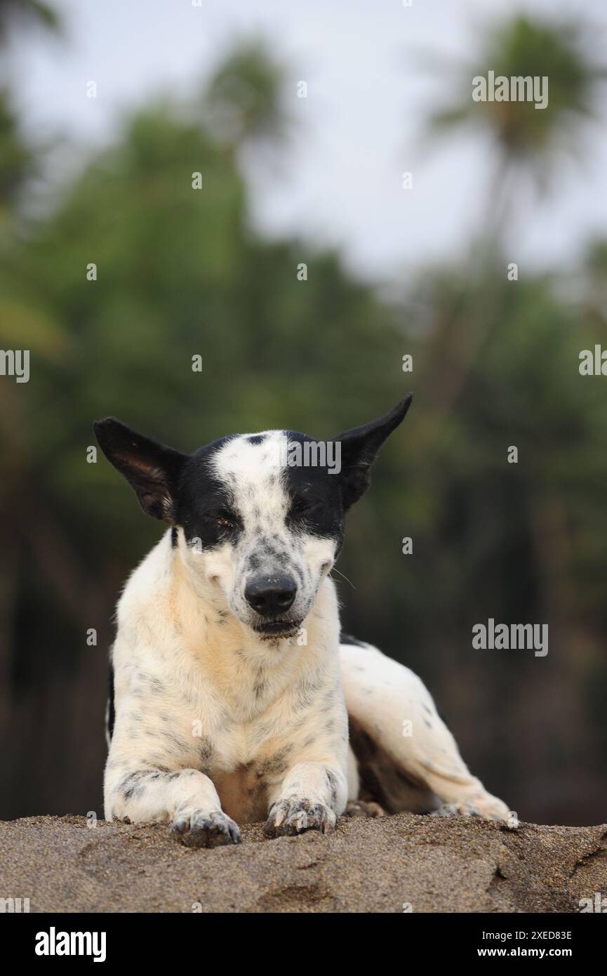 The dog is man's best friend Stock Photo - Alamy