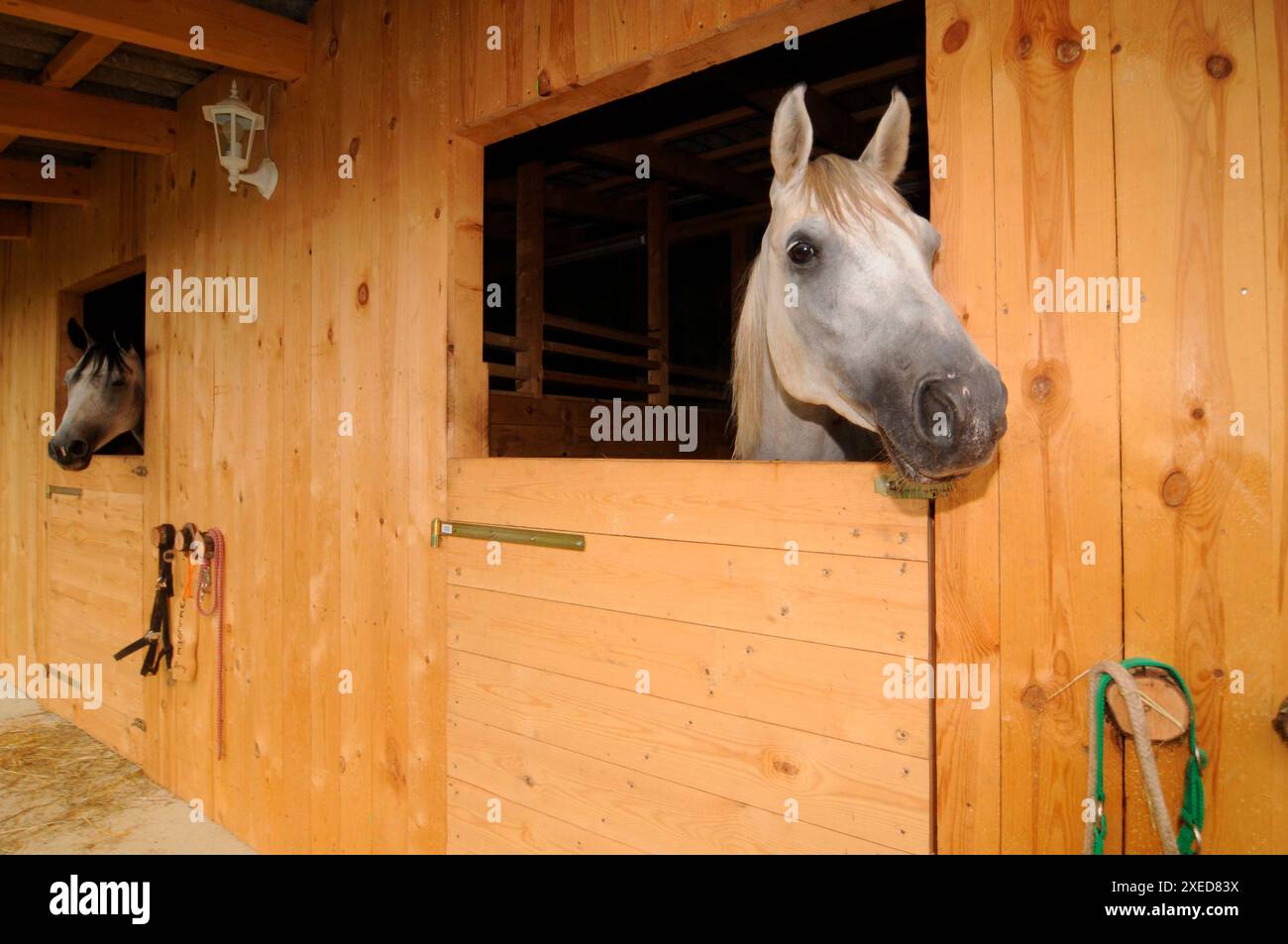 Agricultural life with horses hi-res stock photography and images - Alamy