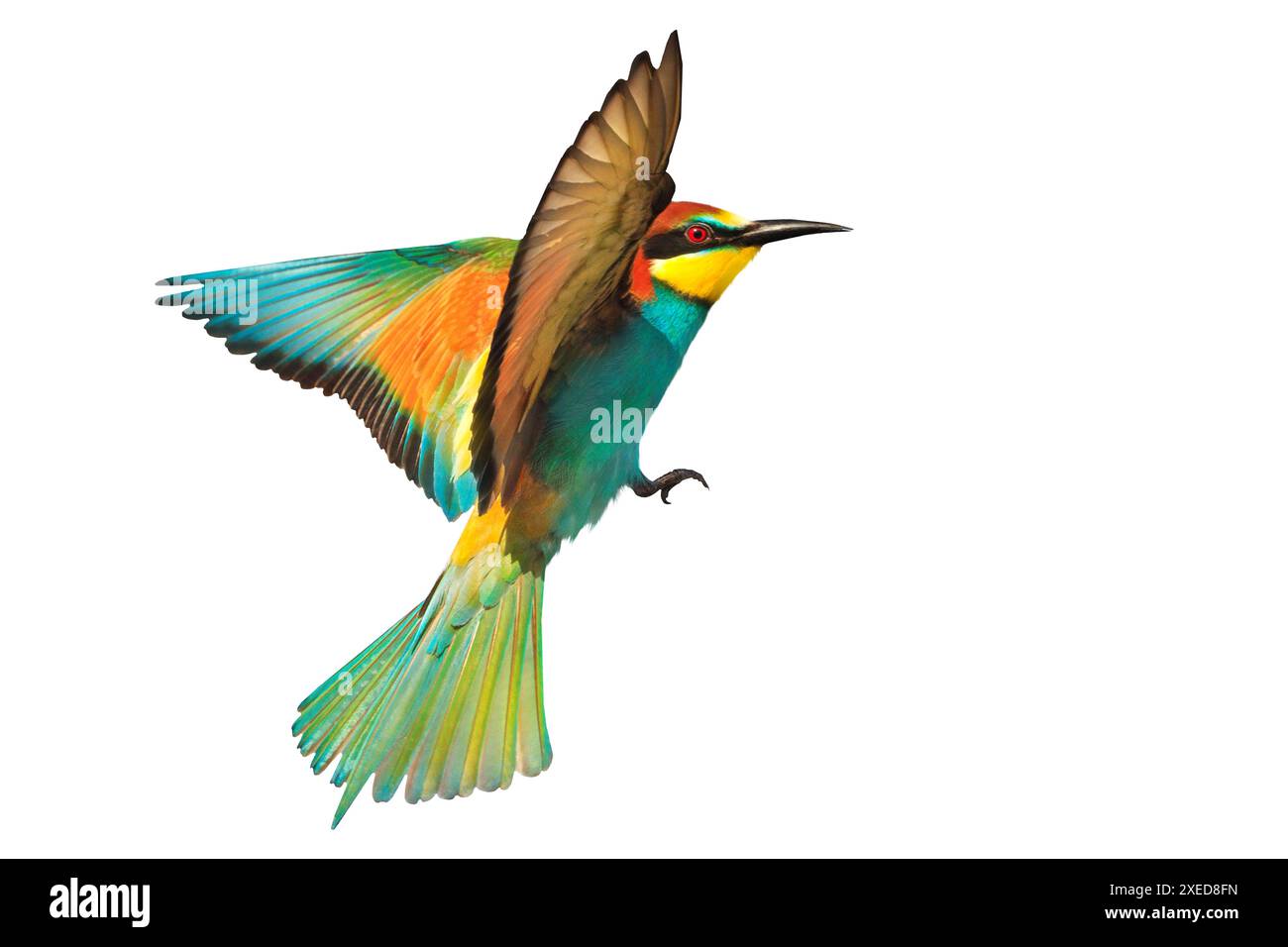 colorful bird ,european bee-eater, flight, isolated Stock Photo - Alamy